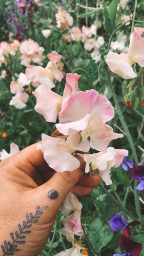 Sweet Pea - 'Bix' | Seed Medicine Garden