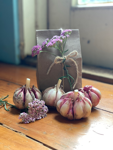 Garlic bundles | Seed Medicine Garden