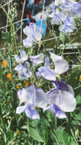 Sweet Pea - 'Blue Streamer' | Seed Medicine Garden