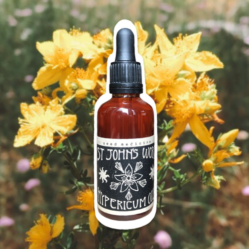 St John's Wort/Hypericum Oil | Seed Medicine Garden