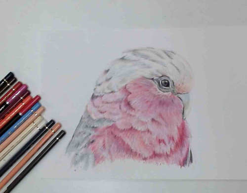 Galah colour Pencil Tutorial | Eunice J Friend