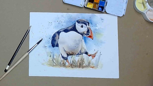Puffin Watercolour Tutorial Eunice J Friend
