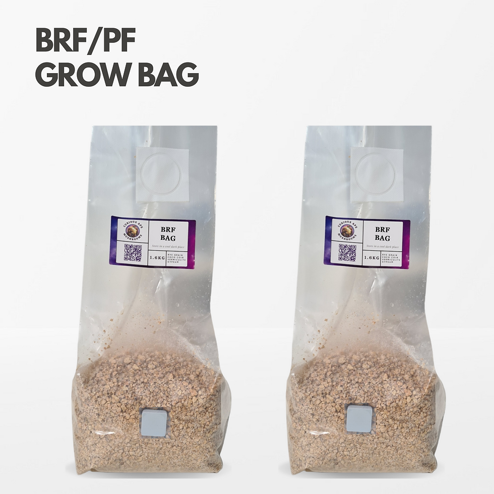 SUPER BRF Mushroom Bags | 2 x 850G | Curious Ape Mushroom