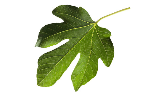 Stemone | Harrison Joseph