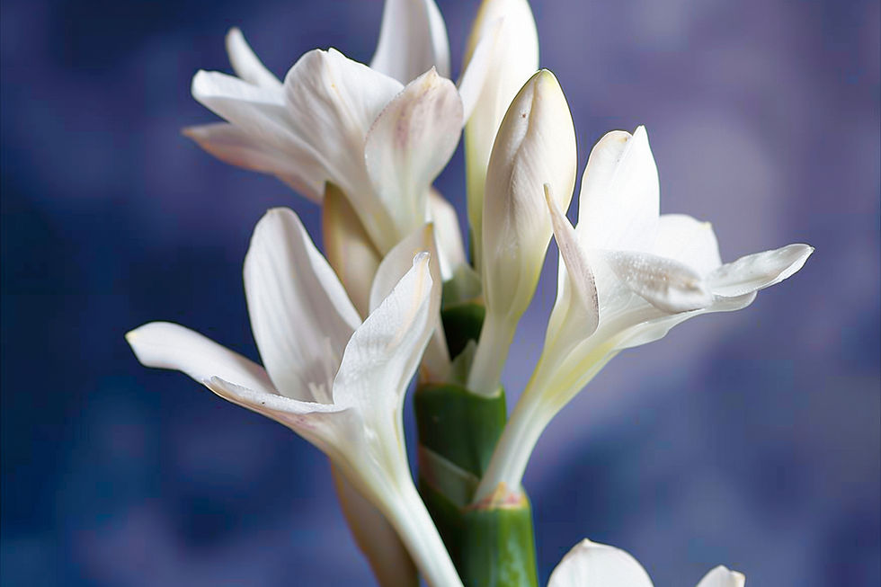 Fragrance Foundry x HarrisonJoseph Perfumery Starter Kit | Harrison Joseph