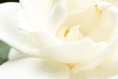 Delta Decalactone | Harrison Joseph