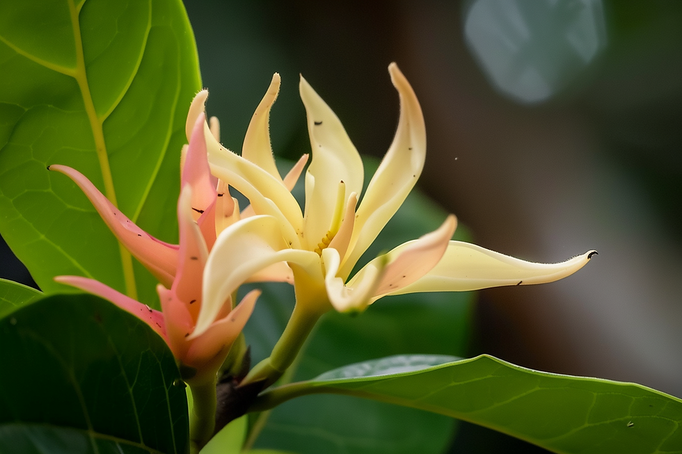 Red Champaca Absolute (££) | Harrison Joseph