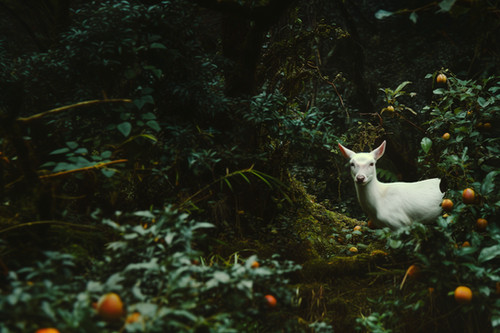 Edenolide | Harrison Joseph