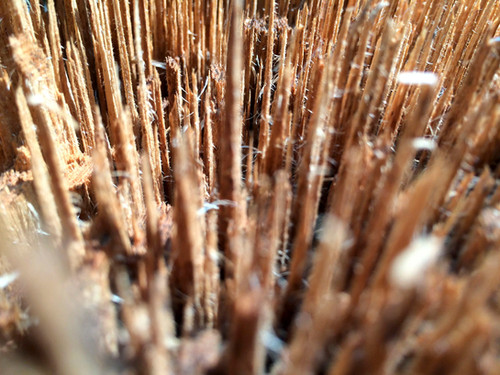 Amber decatriene/Trimofix O | Harrison Joseph