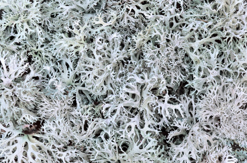 Veramoss | Harrison Joseph