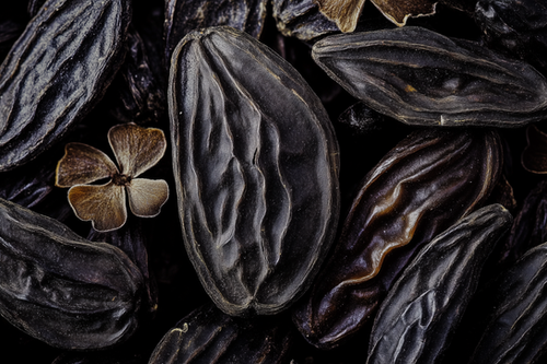 Tonka Bean Abs | Harrison Joseph