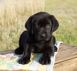 Upcoming Litter Reservation for English Black Labrador Puppy | Spring ...