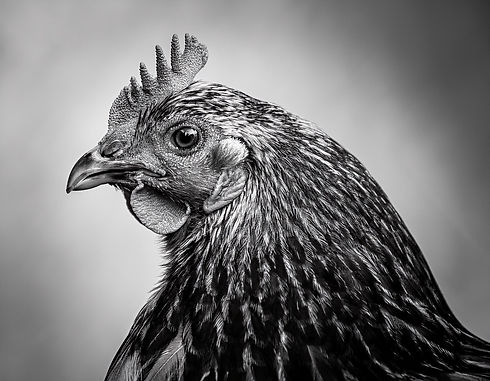 PINK ROSE ORGANIX | ORGANIC POULTRY FEED