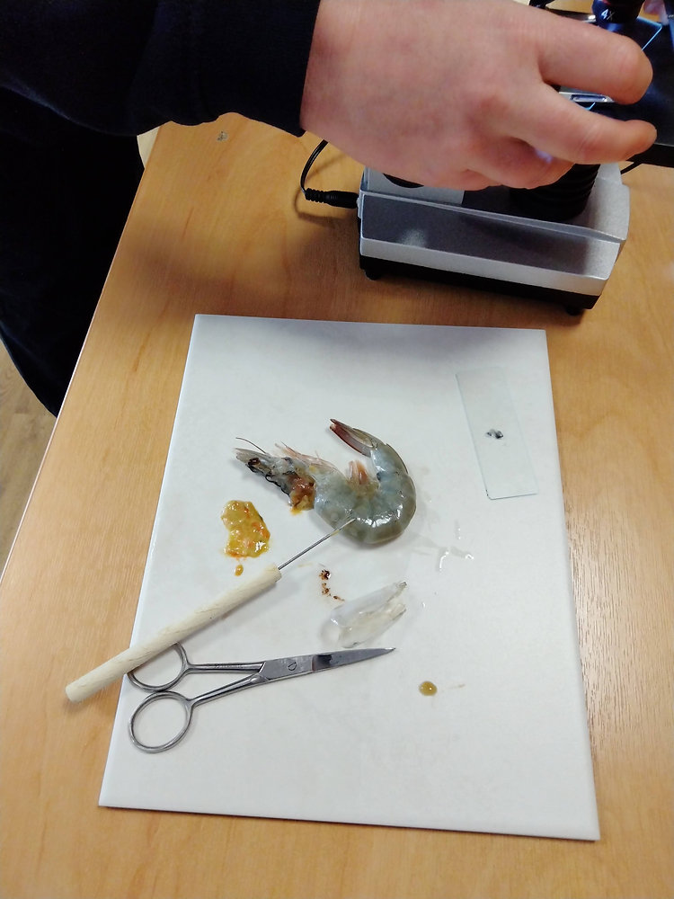 Easter Activities At Oriel Science!