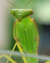 CARE SHEETS | JAX Mantis