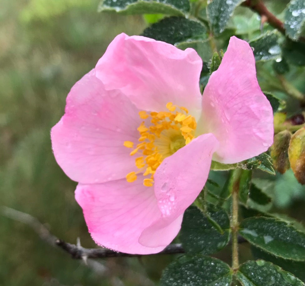 L'églantine en cuisine.