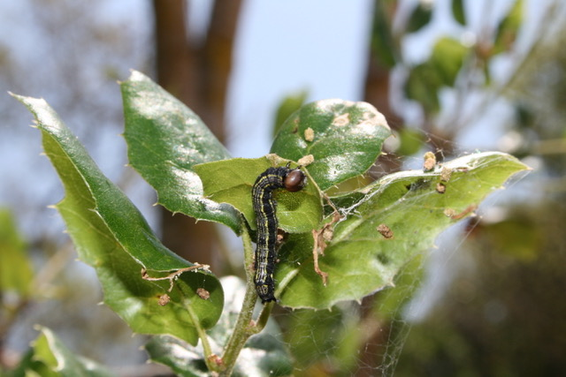 California Oak Moth