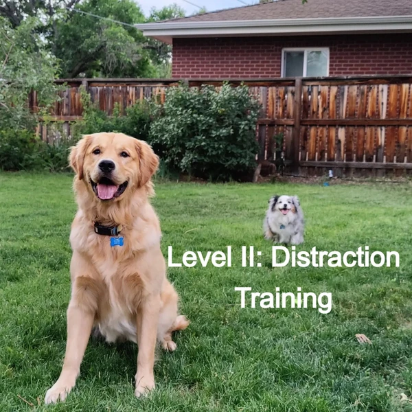 Program List | Davis Pet Training