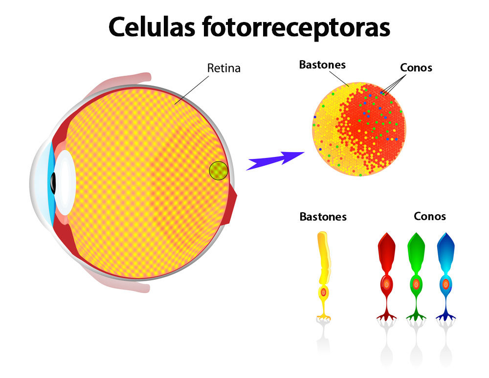 La importancia de la visión periférica.