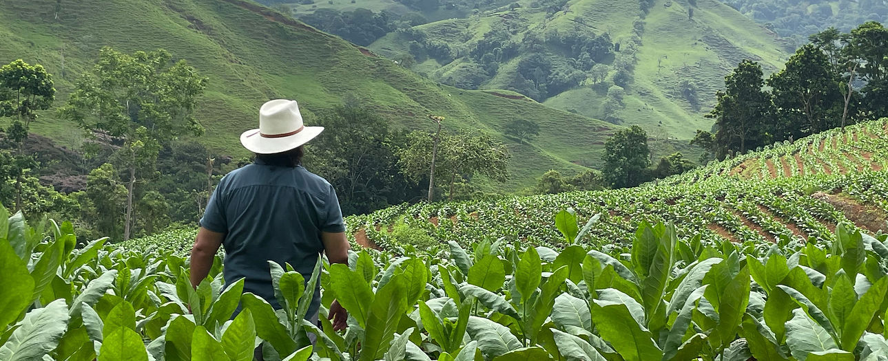 IGM Cigars | Costa Rica tobacco | Puriscal San Jose