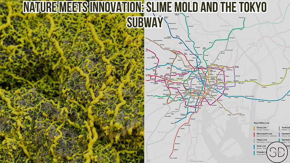 Slime Mold & Tokyo Subway: A Biomimicry Case Study in Innovative Design