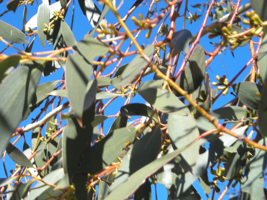 News | Molonglo Conservation
