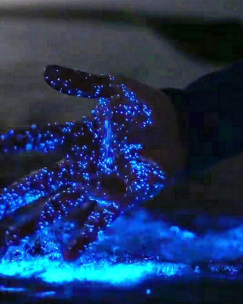 Visiting Vieques, Puerto Rico: Everything You Need to Know