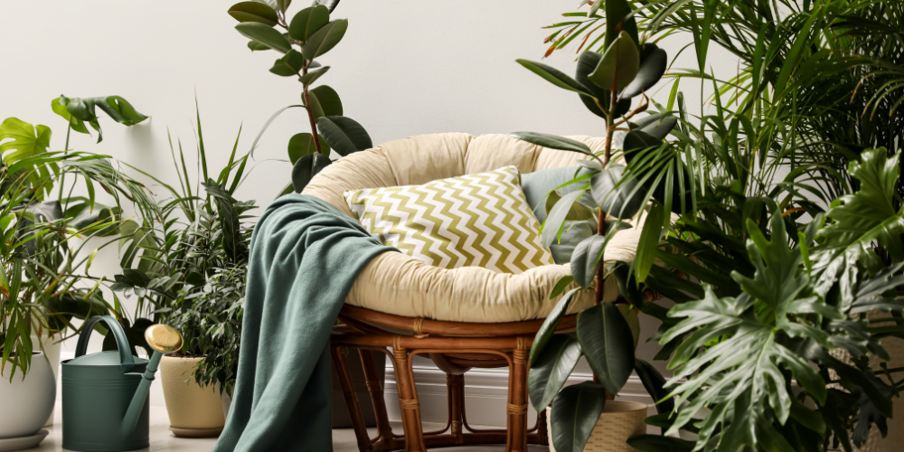 Common Houseplants for Every Room in the House | LV Home & Garden