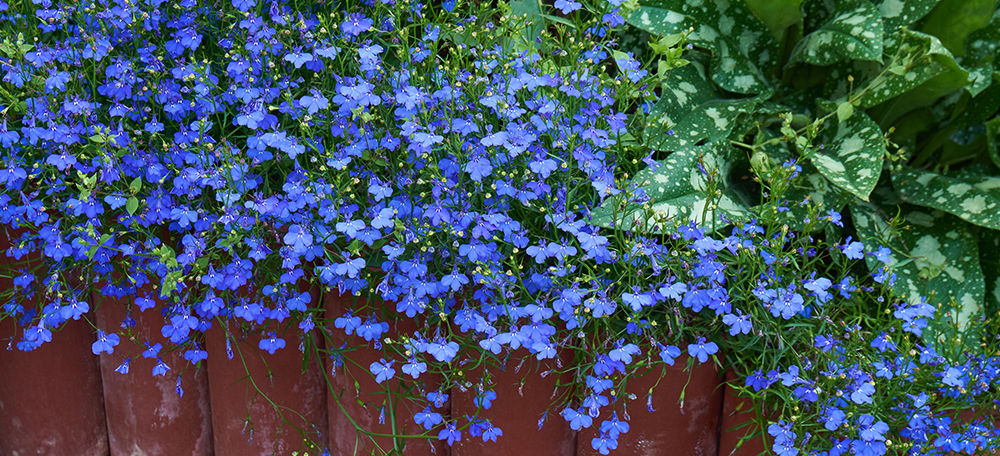 Thrillers, Fillers, and Spillers: The Best Annuals for Your Container ...