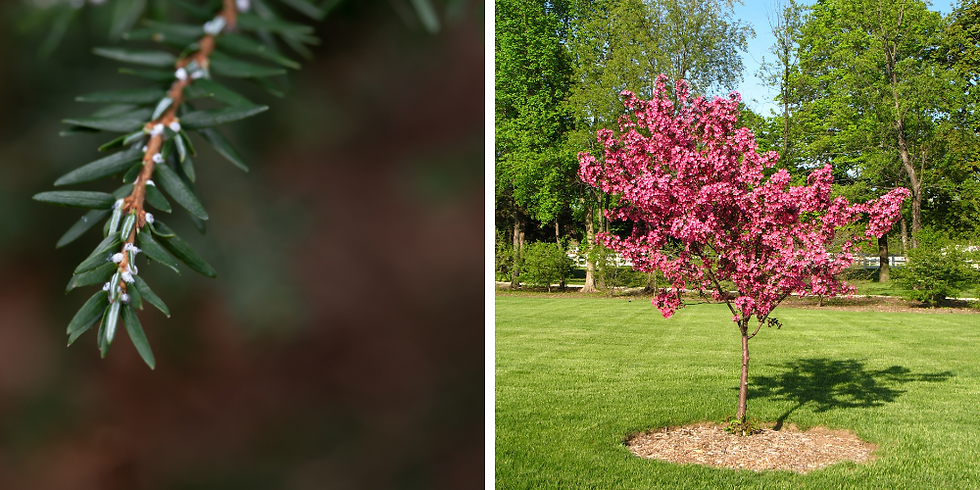 How to Care for Deciduous Trees and Shrubs | LV Home & Garden