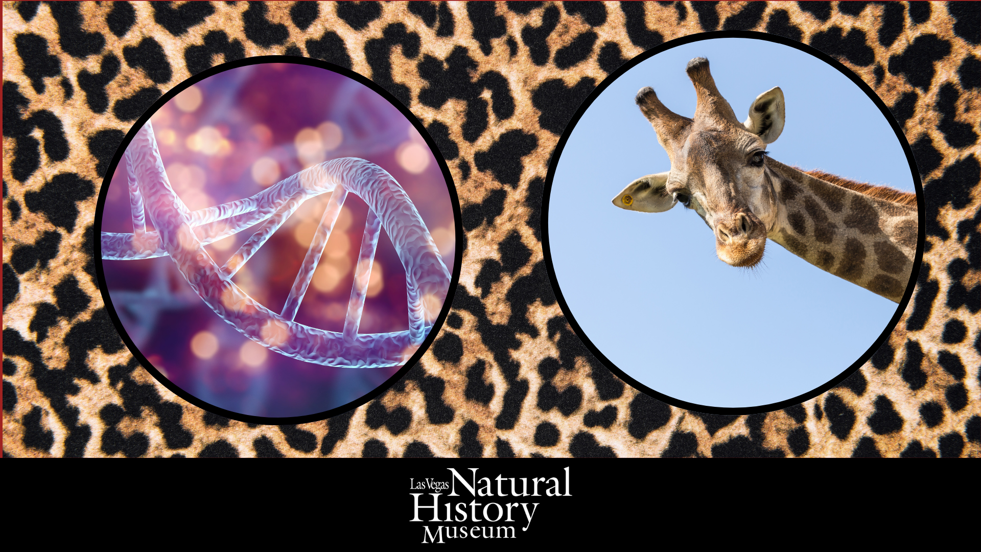Creature Classifications: Sorting the Animal Kingdom! | Las Vegas NHM