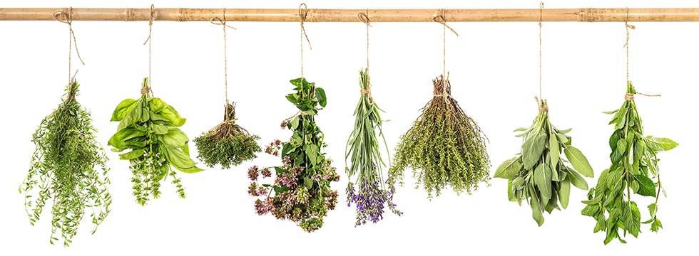 7 HIERBAS PERFECTAS PARA TRATAR LA GRIPE Y EL RESFRÍO