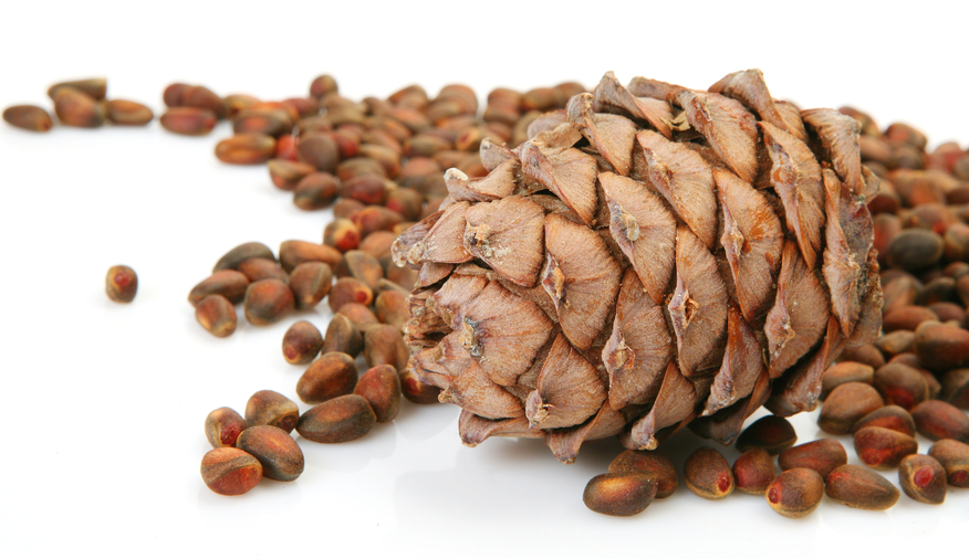 BENEFICIOS DE LOS PIÑONES PARA LA SALUD