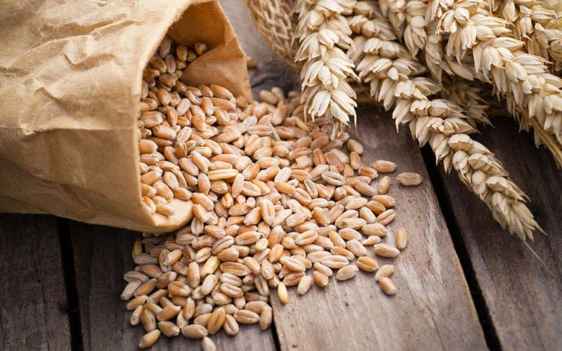 GRANO DE TRIGO Y SUS BENEFICIOS