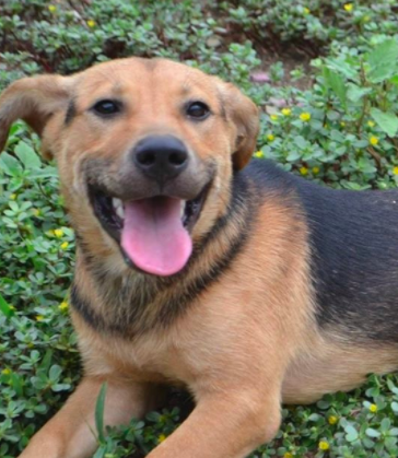 Home | REW Animal Rescue