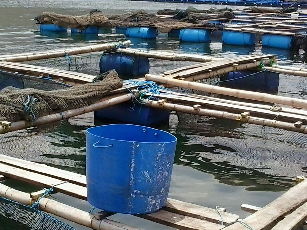 Mempersiapkan Konstruksi Keramba Jaring Apung untuk Budidaya Ikan Kerapu