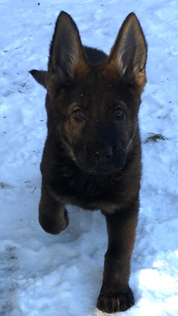 Breeding of DDR/East German Shepherds