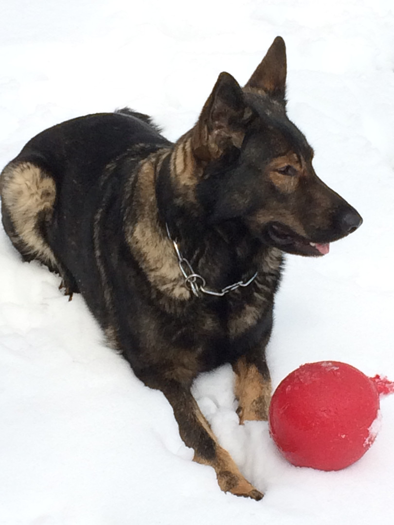 Breeding of DDR/East German Shepherds