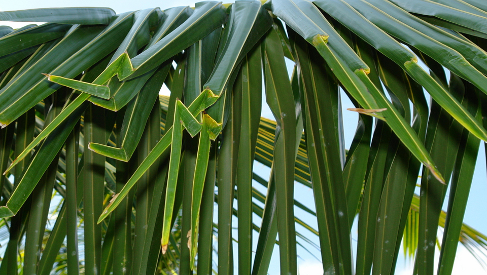 Boron Deficiency in Oil Palm
