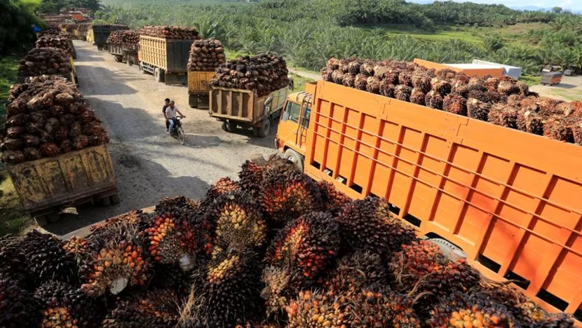 RSPO to launch new palm oil tracing system in 2024