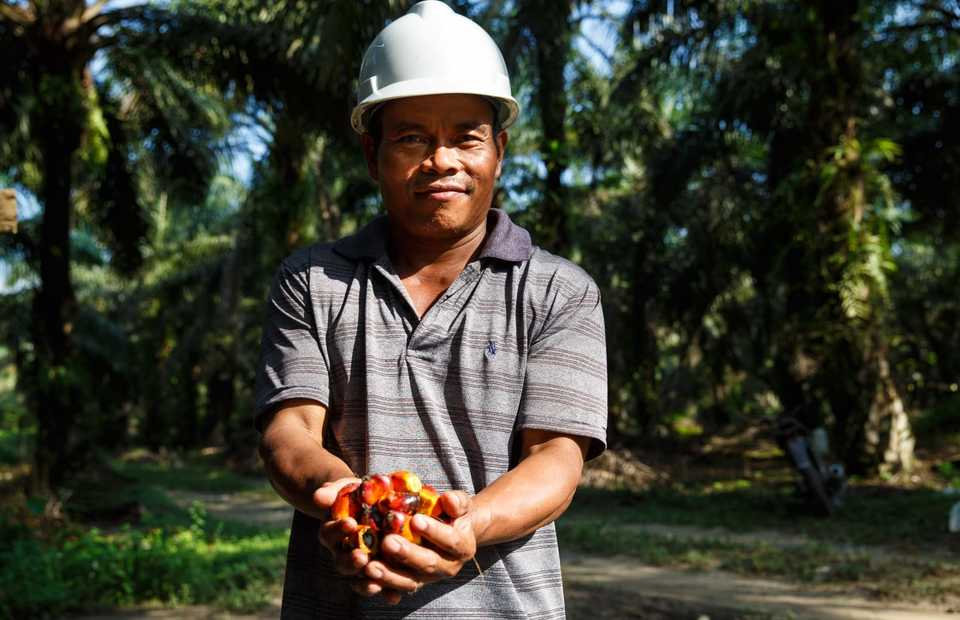 Keberlanjutan Dan Produktivitas Berjalan Bersamaan: Bagaimana Petani ...