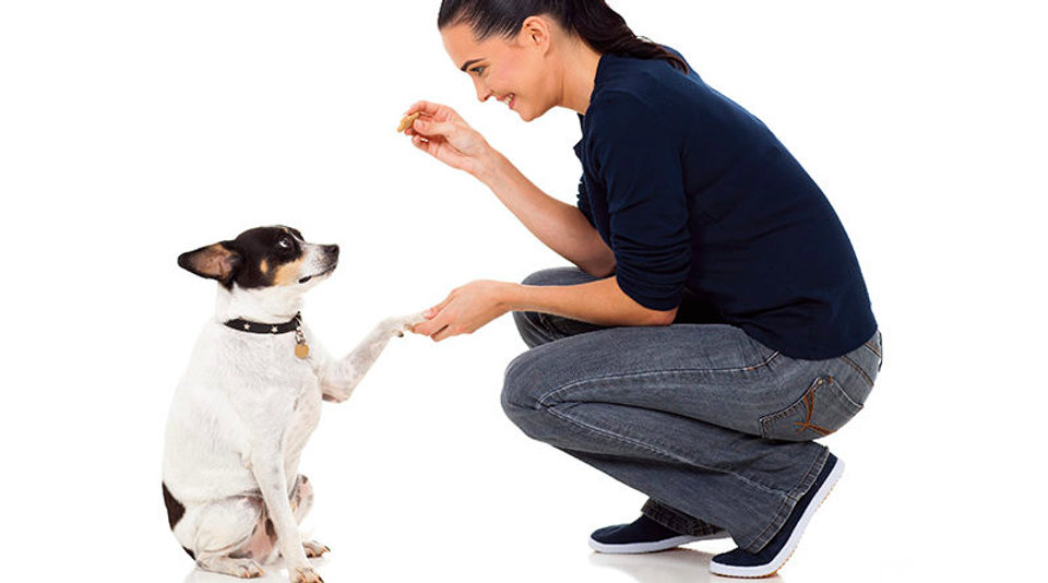 The Importance of "Instead": Redirecting Your Pooch's Problematic Behavior