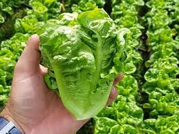 Cogollo europeo orgánico | Opla