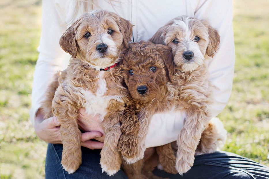 Goldendoodle Breeder in Colorado | Selah Springs Puppies