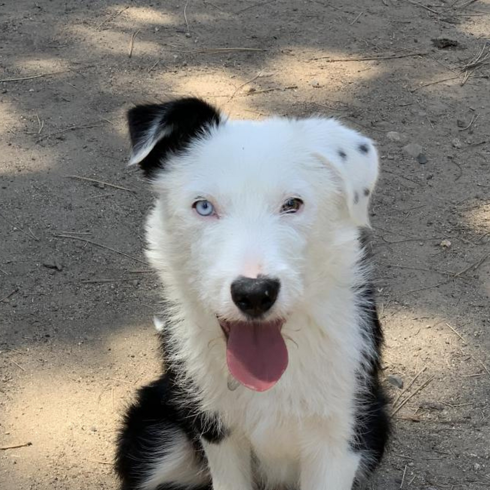 Tips for Training Deaf Animals