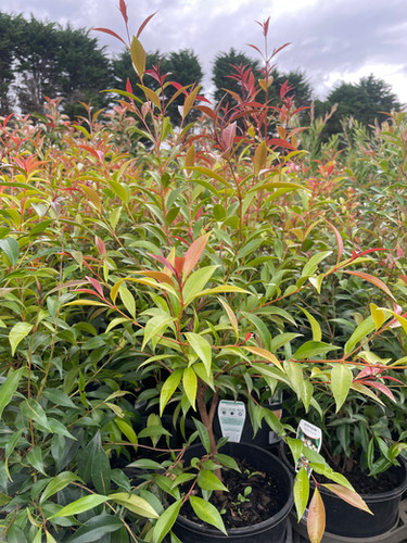 Syzygium Select Form | Gem Landscapes