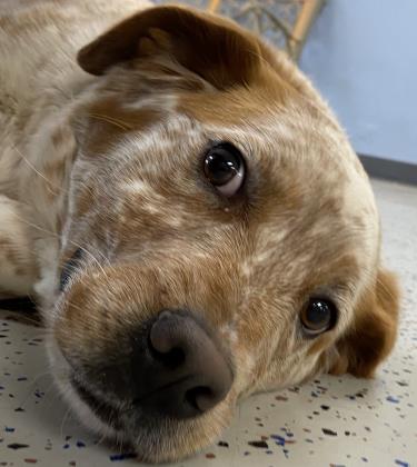 Dog Rescue | Dog Adoption | Happy Bark | Erie Pennsylvania