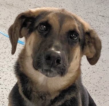 Dog Rescue | Dog Adoption | Happy Bark | Erie Pennsylvania