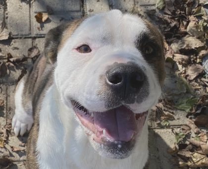 Dog Rescue | Dog Adoption | Happy Bark | Erie Pennsylvania