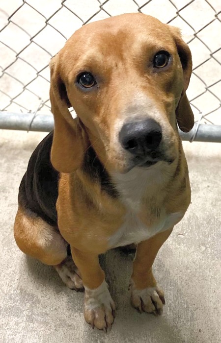 Dog Rescue | Dog Adoption | Happy Bark | Erie Pennsylvania